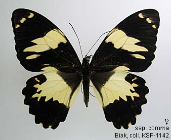 Papua Insects Foundation (Lepidoptera/Papilionidae/Papilio euchenor)